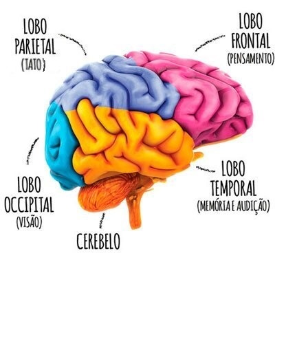 O Cérebro :: Neurociência